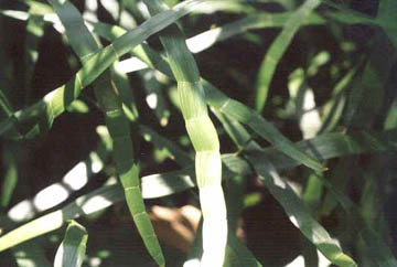 Cladode or Phylloclade – Mildred E. Mathias Botanical Garden