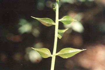 Cladode or Phylloclade – Mildred E. Mathias Botanical Garden